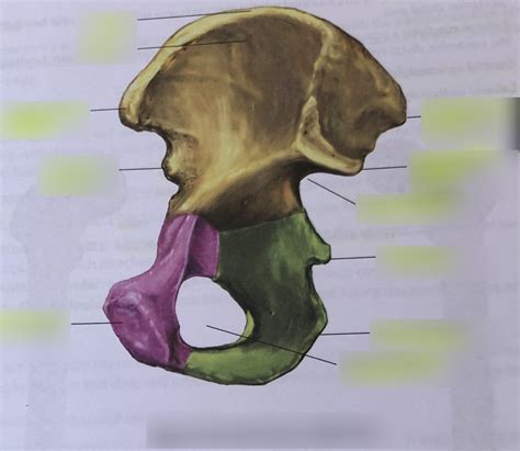 Medial View Of Right Hip Diagram Quizlet
