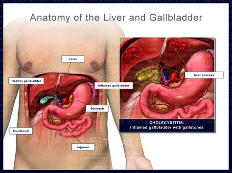 Gallbladder Anatomy Real