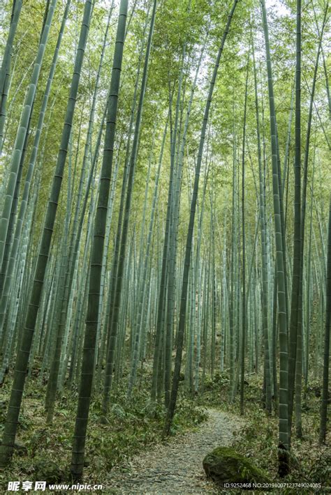楠竹摄影图 树木树叶 生物世界 摄影图库 昵图网