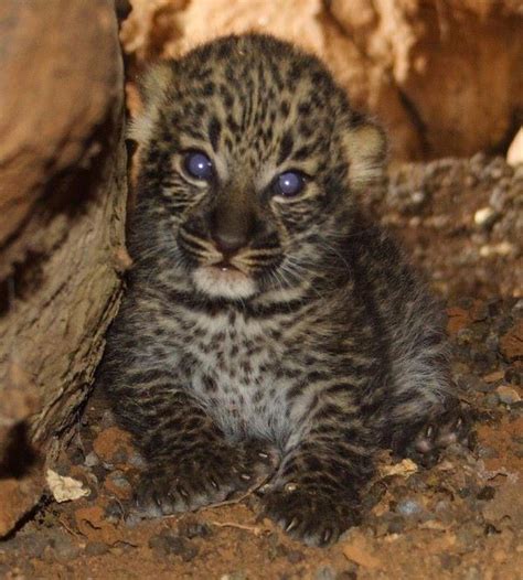 This Is A African Leopard Cub