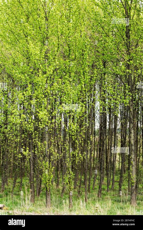 Young Lime Trees With Lime Green Leaves Growing Tall And Straight In