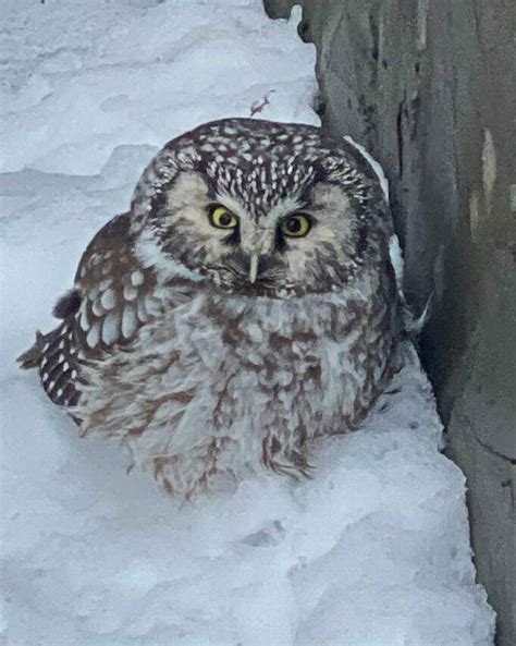 Boreal Owl From Брянский р н Брянская обл Россия On December 18