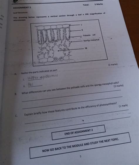 Total5 Marksassignment 2leaf Structurethe Drawing Below Represents