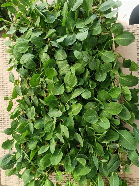 Cabbage Seedling Qamhawey Shop