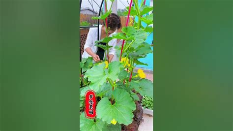 生活虽然普普通通，但也要乐在其中 家庭小菜园 大家一起学种菜 小院时光 Youtube