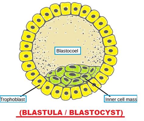 Blastula