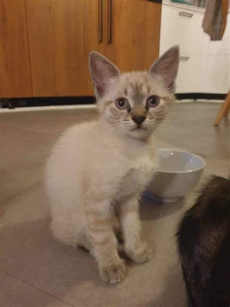 June Ecole Du Chat Valence