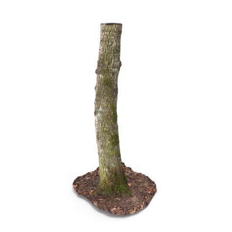 Forest Tree Trunk PNG Images PSDs For Download PixelSquid S122215034