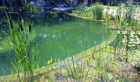 5 Types Of Aquatic Plants In Natural Swimming Pools Bionova®