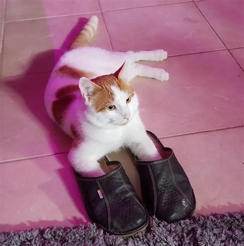 10000 Best Standing Cat Images On Pholder Photoshopbattles Whats