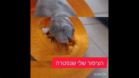 הציפור שלי Youtube