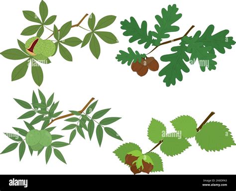 Walnut Tree Vector