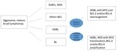 Lymphoma Cell Diagram