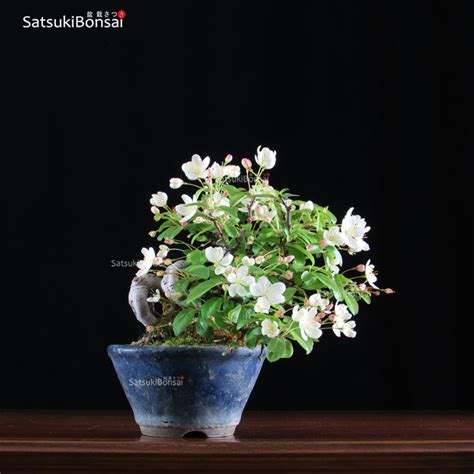 Malus Sieboldii Venduto Satsukibonsai