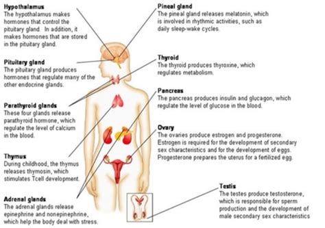 Altered Hormonal And Metabolic Regulation Part 1 Summer Patho Flashcards