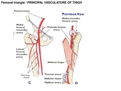 Ppt Biology 323 Human Anatomy For Biology Majors Lecture 11 Dr