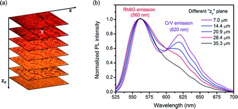 A Confocal Micrographs Collected At Different Vertical Coordinates