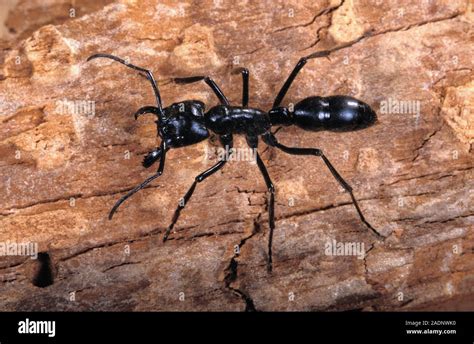 Dinoponera Ant Dinoponera Ants Are Hunter Ants From South America