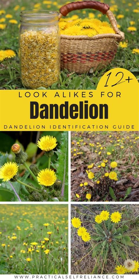 Identifying Dandelions And Avoiding 12 Look Alikes In 2025 Dandelion