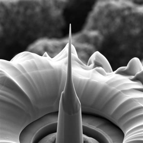 Advanced Fib Strategies