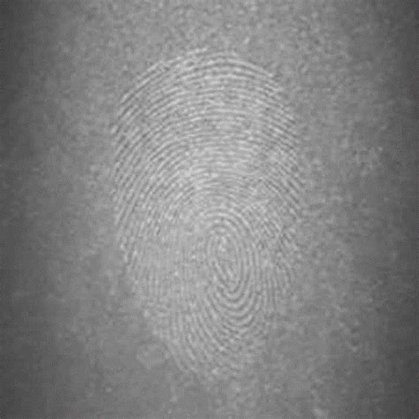 Latent Fingerprint Displaying Method Eureka Patsnap