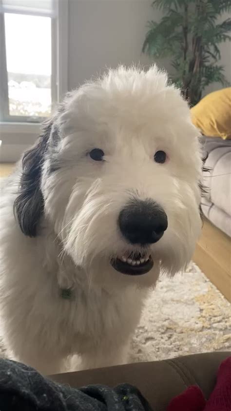 Dougy The Sheepadoodle On Tiktok