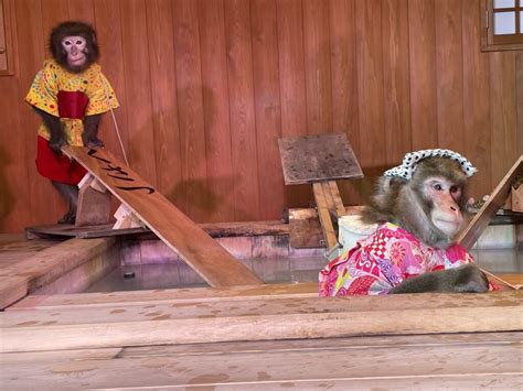 草津温泉にあるおさるの湯もみショーが楽しい！カピバラとの触れ合いも「おさ湯」pr たびのおと