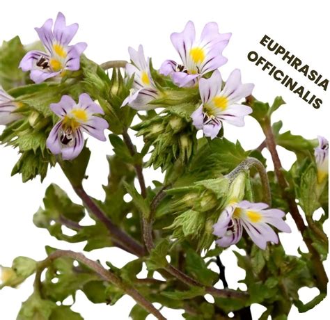 Euphrasia Officinalis E