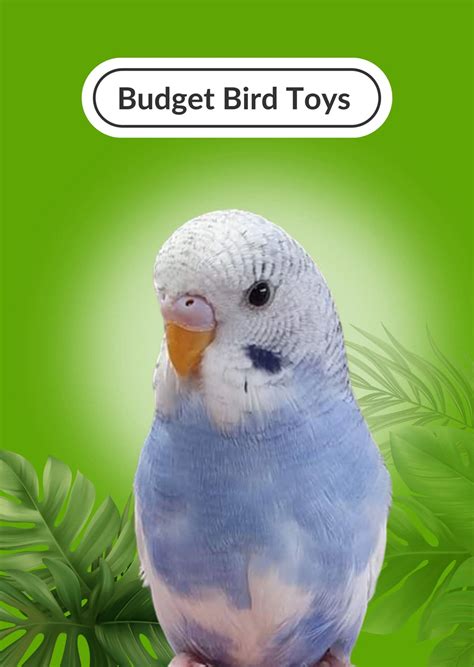 Parrot Squawking Causes Solutions And Tips For A Calmer Bird Lou Lou