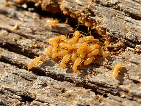 Comment Traiter Les Termites Dans Le Bois Guide Complet