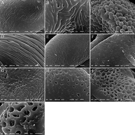 Exine Sculpture Patterns Of Pollen Grains Collected From The 10 Taxa Of Download Scientific