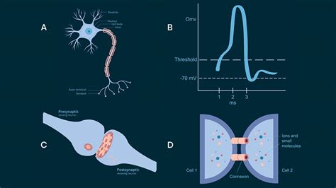 Neuro Electric Waves In The Brain Innovation News Network