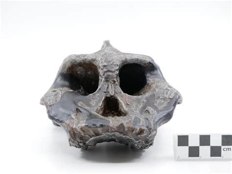 Australopithecus Aethiopicus Skull
