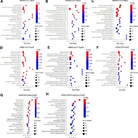 Bubble Plot For Enrichment Analysis Of Delncrnas And Demrnas In