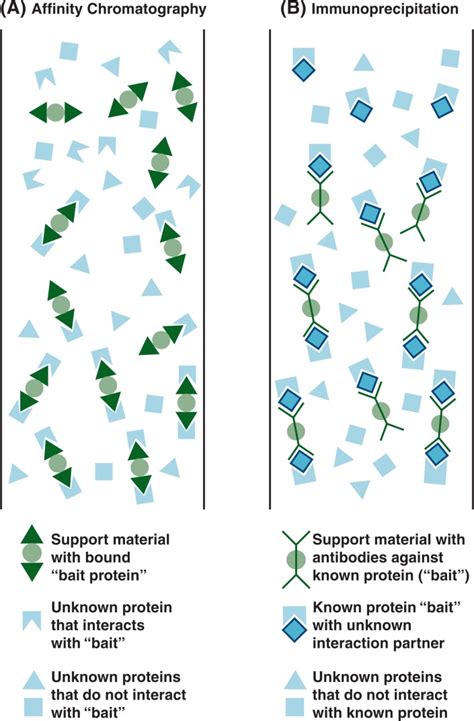 Affinity Chromatography Science At Joe Whitehead Blog