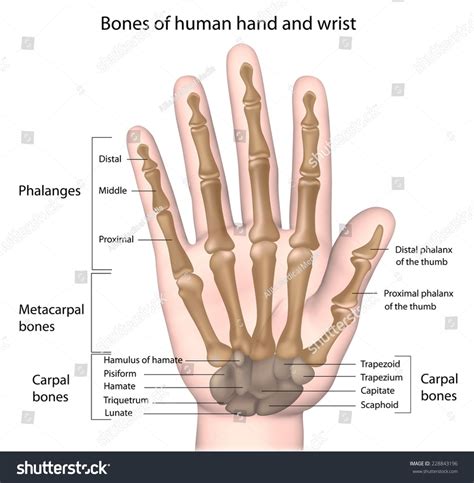 Finger And Hands Anatomy Diagram Quizlet