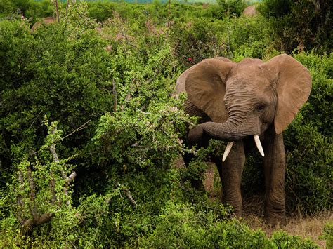 Elephant Photograph By Joseph Hawk Pixels