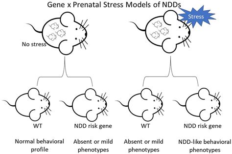 Frontiers Prenatal Stress Unmasks Behavioral Phenotypes In Genetic