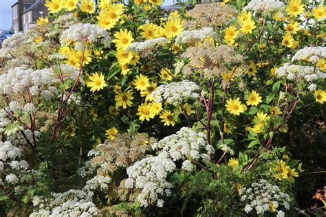 Selinum Wallichianum Ballyrobert Gardens