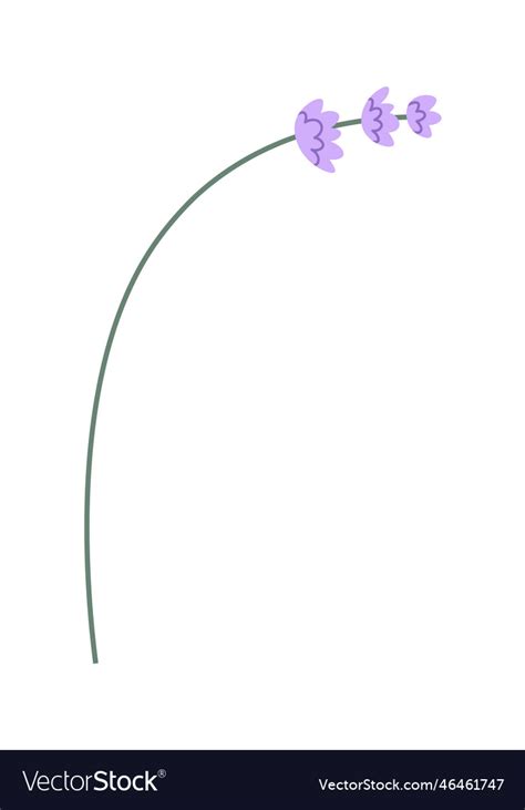 Lavender Flowers Brunch Royalty Free Vector Image