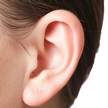 Human Face Ear Detail Close Up Macro Shot Anatomy Attention