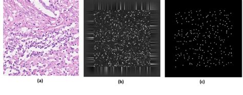 an illustration of preprocessing step a histopathology image b download scientific