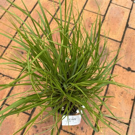 Deciduous And Evergreen Shrubs Lushingtons