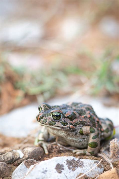 Reproduction In Toad Meaning Process And Characteristics Marnat Reproduction In Toad Meaning Process And Characteristics Marnat