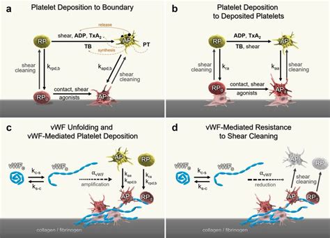 Schematic Depiction Of The Thrombosis Model Showing A B Platelet Download Scientific Diagram