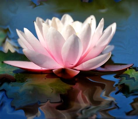 Vandliljens Knib Knibnu Gratis Knibeøvelser Til Dig