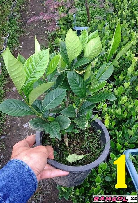 فروش گل گاردنیا