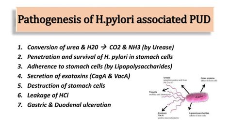 Helicobacter Pylori And Its Role In Peptic Ulcerpptx Medical Health