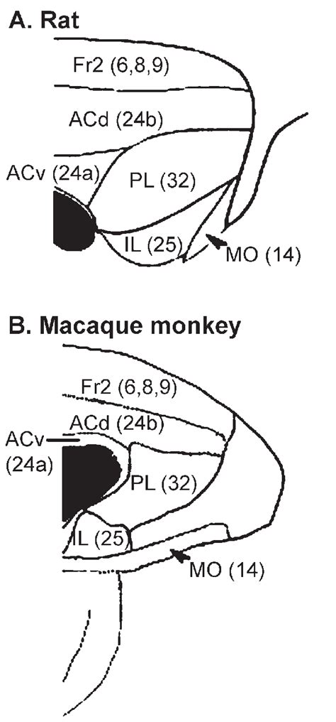Medical Prefrontal Cortex In The Rat And Monkey Not To Same Scale