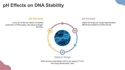 Ph Effects On Dna Stability Ppt Powerpoint Acp Ppt Sample